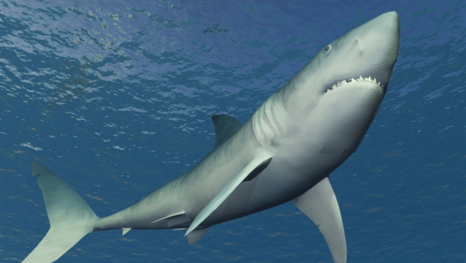 Ovako izgleda kada vas pojede velika bela ajkula - Alo.rs