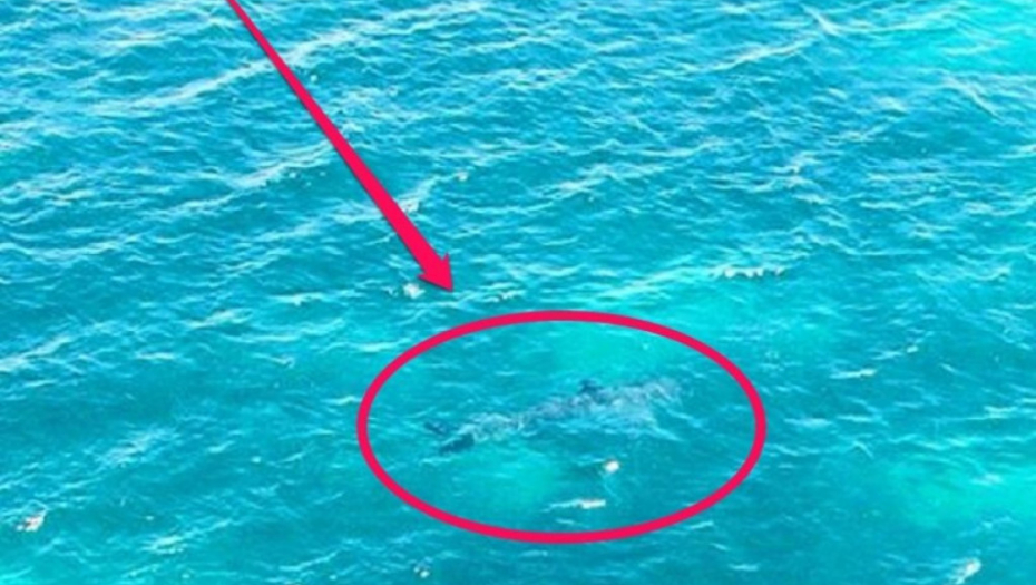 Viđena velika bela ajkula od sedam metara! - Alo.rs