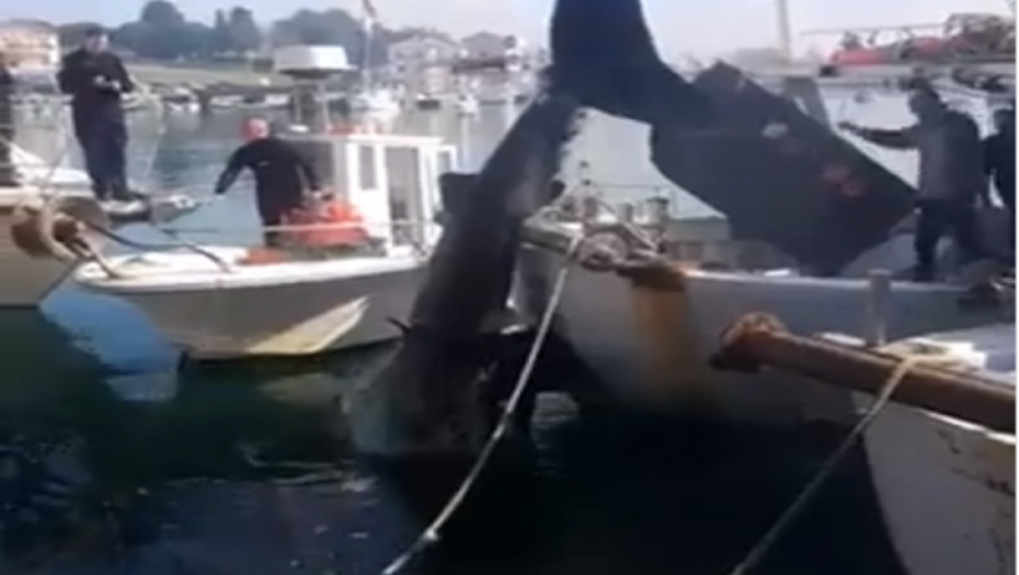Ajkula od DVE TONE i osam metara izvađena iz Jadrana, ribari u šoku! (VIDEO) - Alo.rs