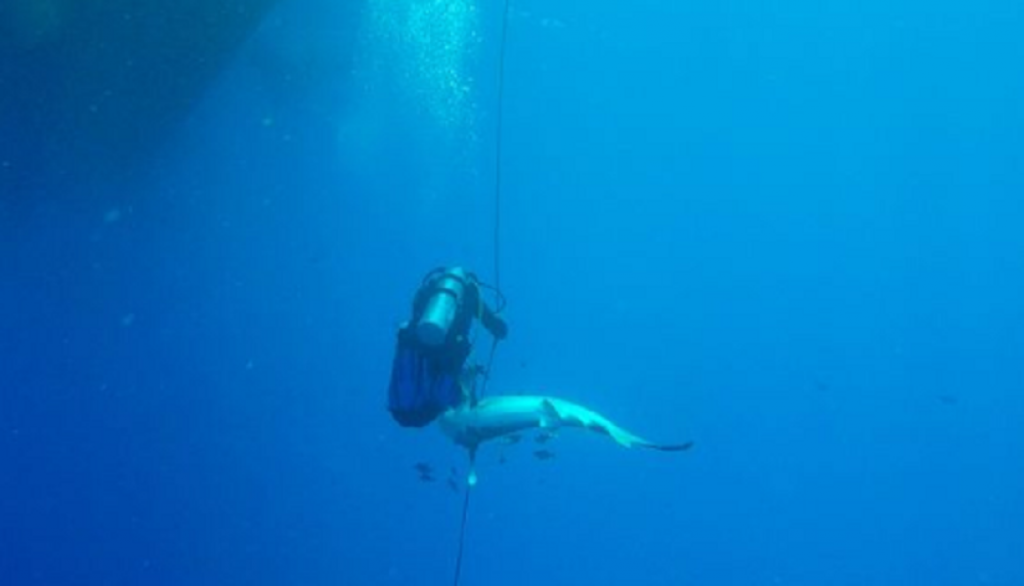 Ajkula napala plivača na 50 metara od plaže, preminuo posle KRVAVE BORBE! - Alo.rs
