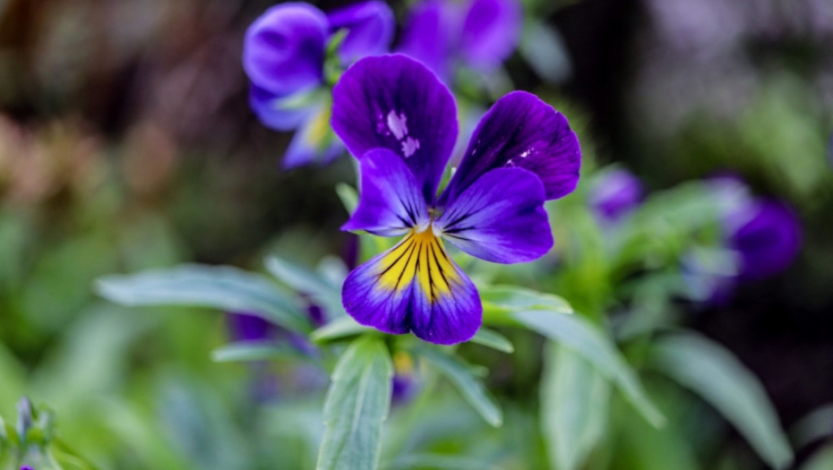 Ljudi obrali ljubičicu sa planine! Procvetali prvi vesnici proleća - u jesen! - Alo.rs