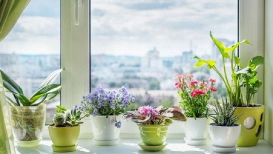 Ako ovih 5 stvari uradite sobnim biljkama, rašće kao iz vode! - Alo.rs