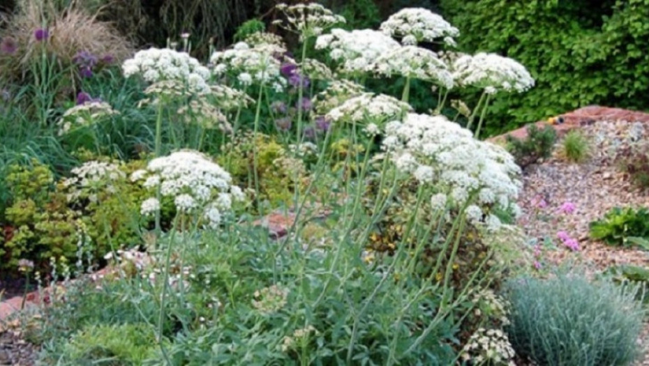 Nosi se kao amajlija, štiti od nesreće, a Srbi je vekovima koriste kao ...