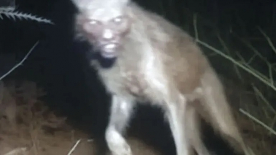 MREŽAMA KRUŽI JEZIVA FOTOGRAFIJA ZLOGLASNOG NAHUALA Pogledajte te demonske oči, ljudi se pitaju ...