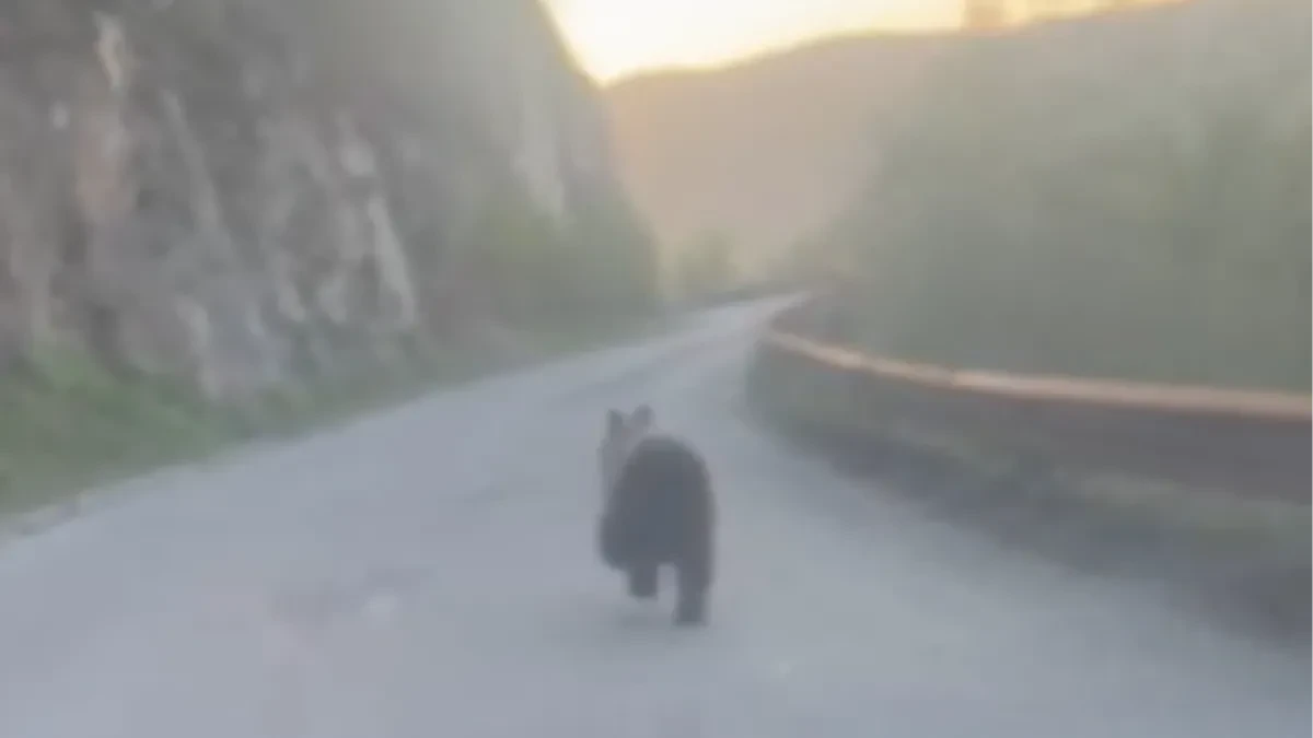Medved snimljen kako trči kroz tunel na Tari! "Au šta sam doživeo ...